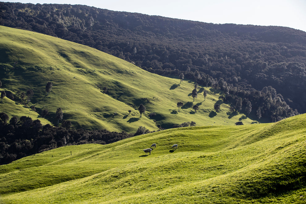 100% Pure Wool Slippers | Glerups NZ & glerups NZ